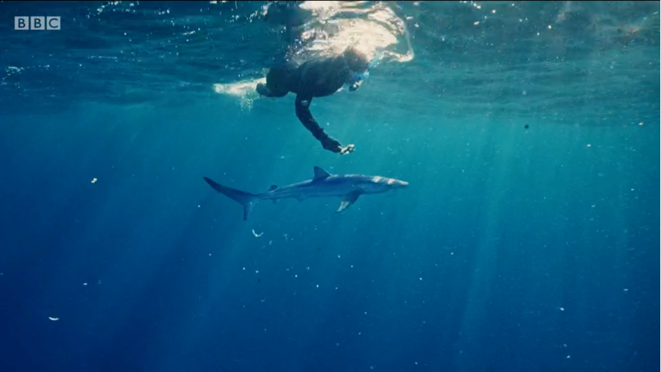 Sea Spotlight: Megan McCubbin on saving the sharks – Love The Oceans