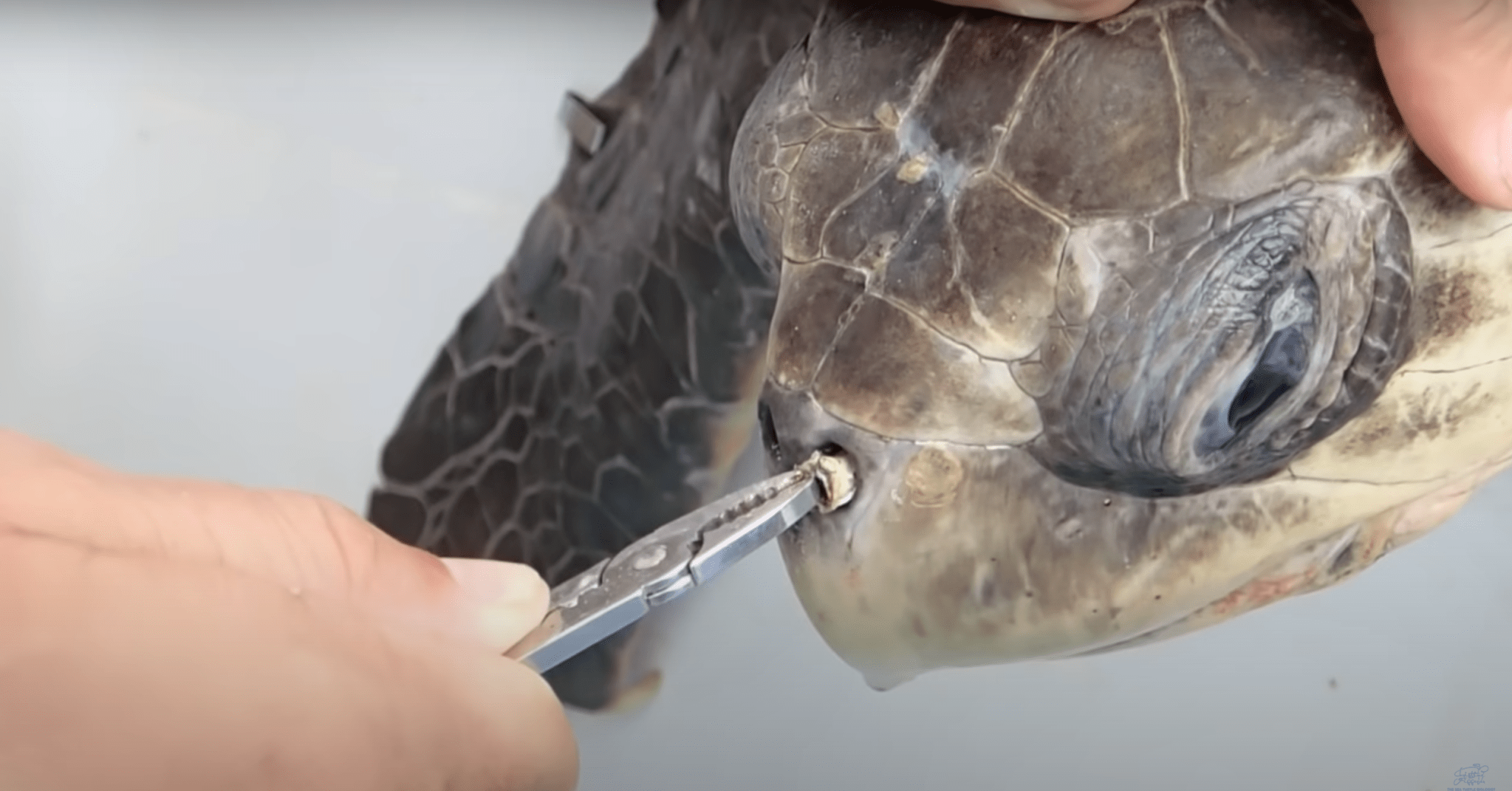 Christine Figgener talks about her love of leatherbacks and parting ...