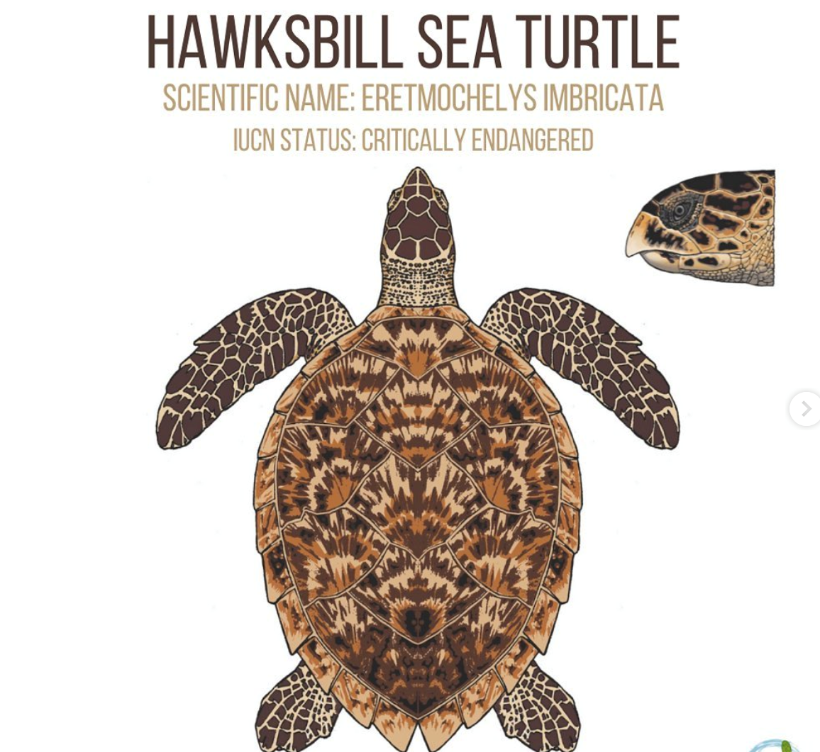 Christine Figgener talks about her love of leatherbacks and parting ...